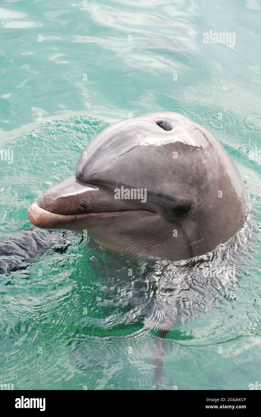 Dolphin head hi-res stock photography and images - Alamy