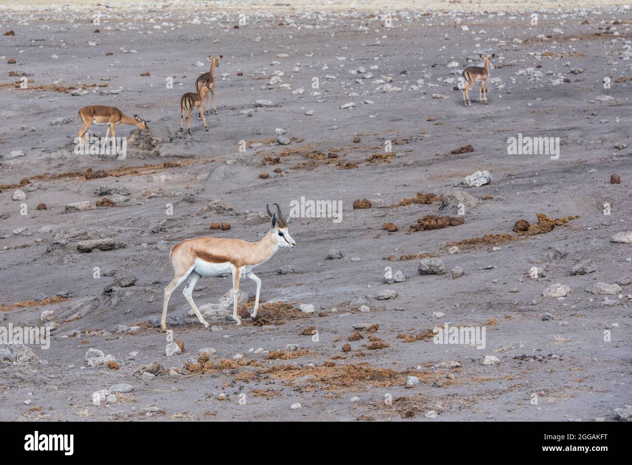 springbok and impala in namibia Stock Photo - Alamy