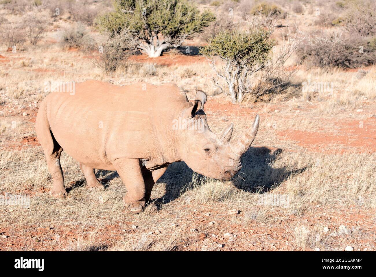 White rhino in Namibia Stock Photo - Alamy