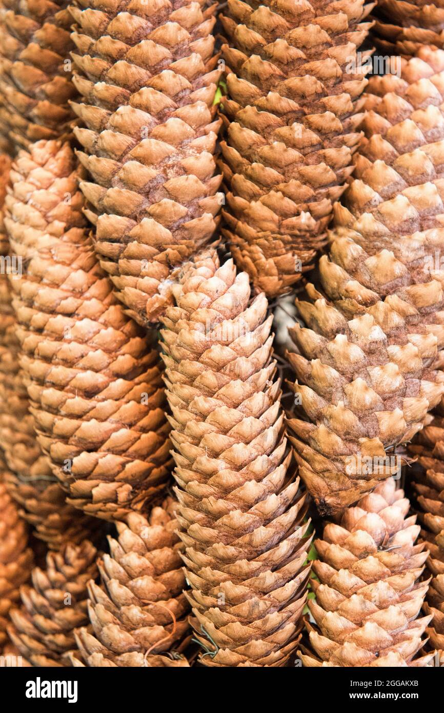 Cone texture hi-res stock photography and images - Alamy