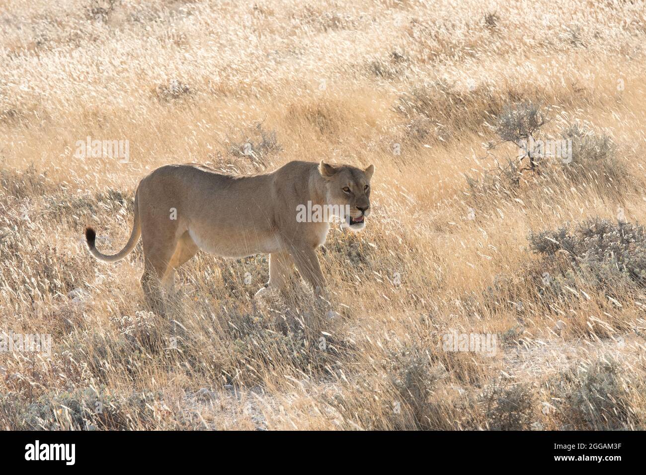 lioness in etosha in Namibia Stock Photo - Alamy