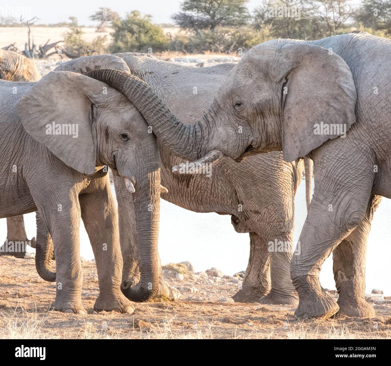 elephants in Namibia Stock Photo - Alamy