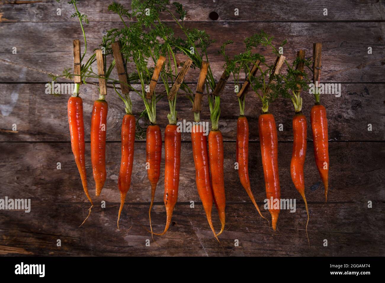 Presentation of a fresh bunch of carrots hanging by a thread Stock ...