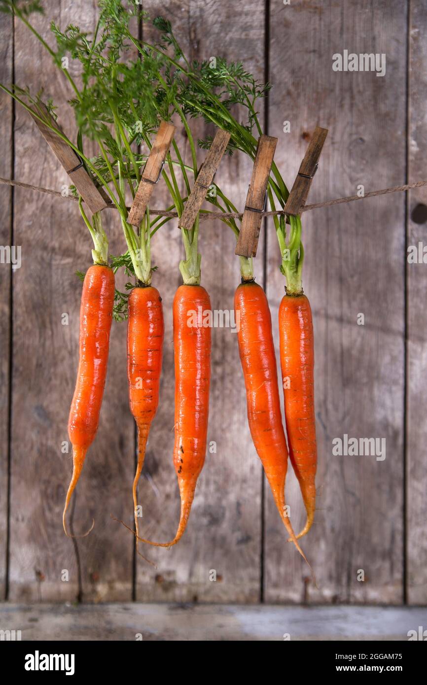 Presentation of a fresh bunch of carrots hanging by a thread Stock ...