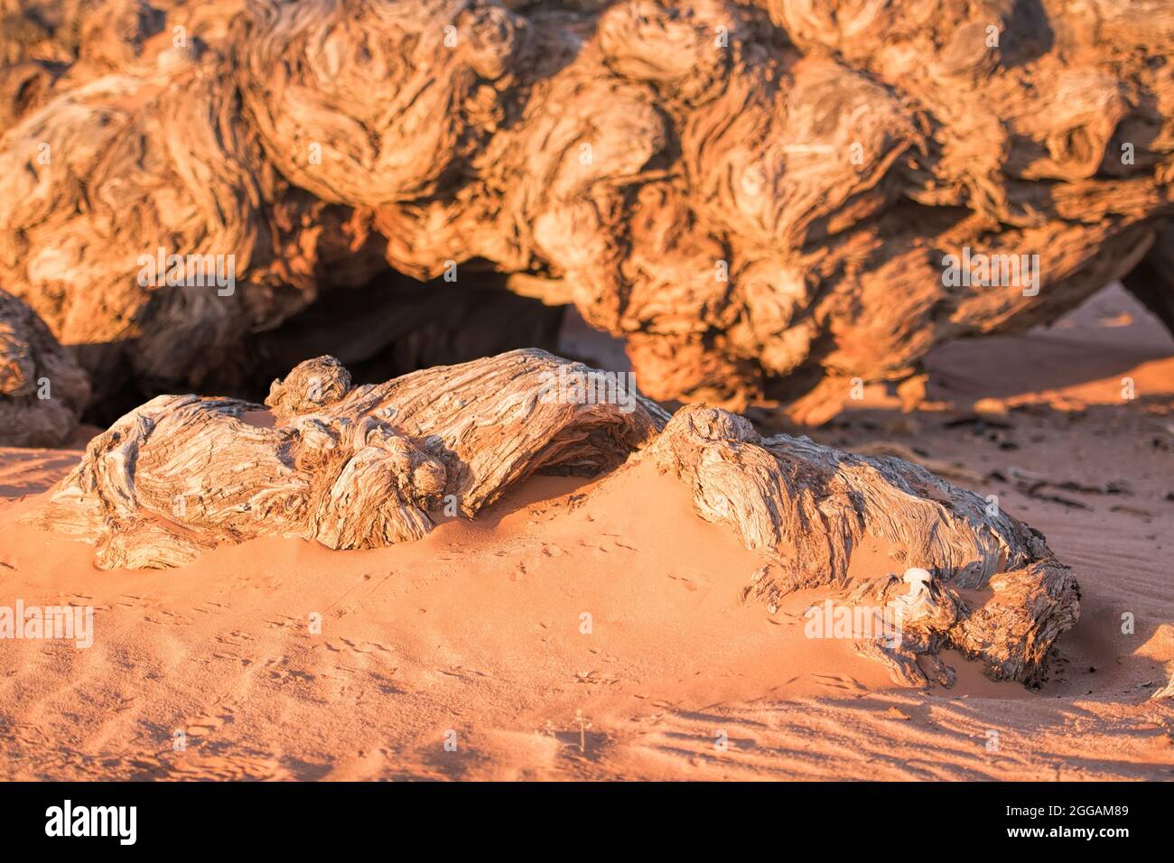 Acacia tree trunk hi-res stock photography and images - Alamy