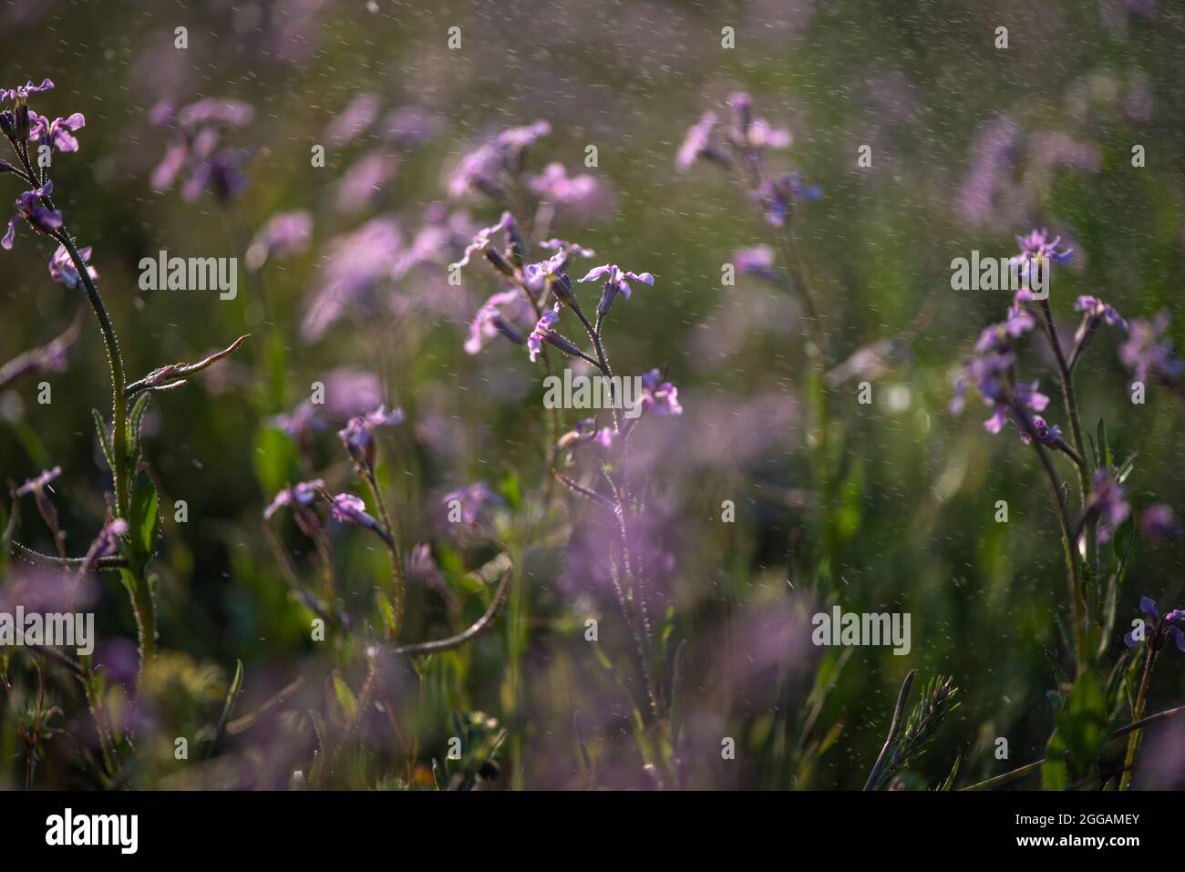 Purple spring flowers on the meadow. Soft focus Stock Photo - Alamy