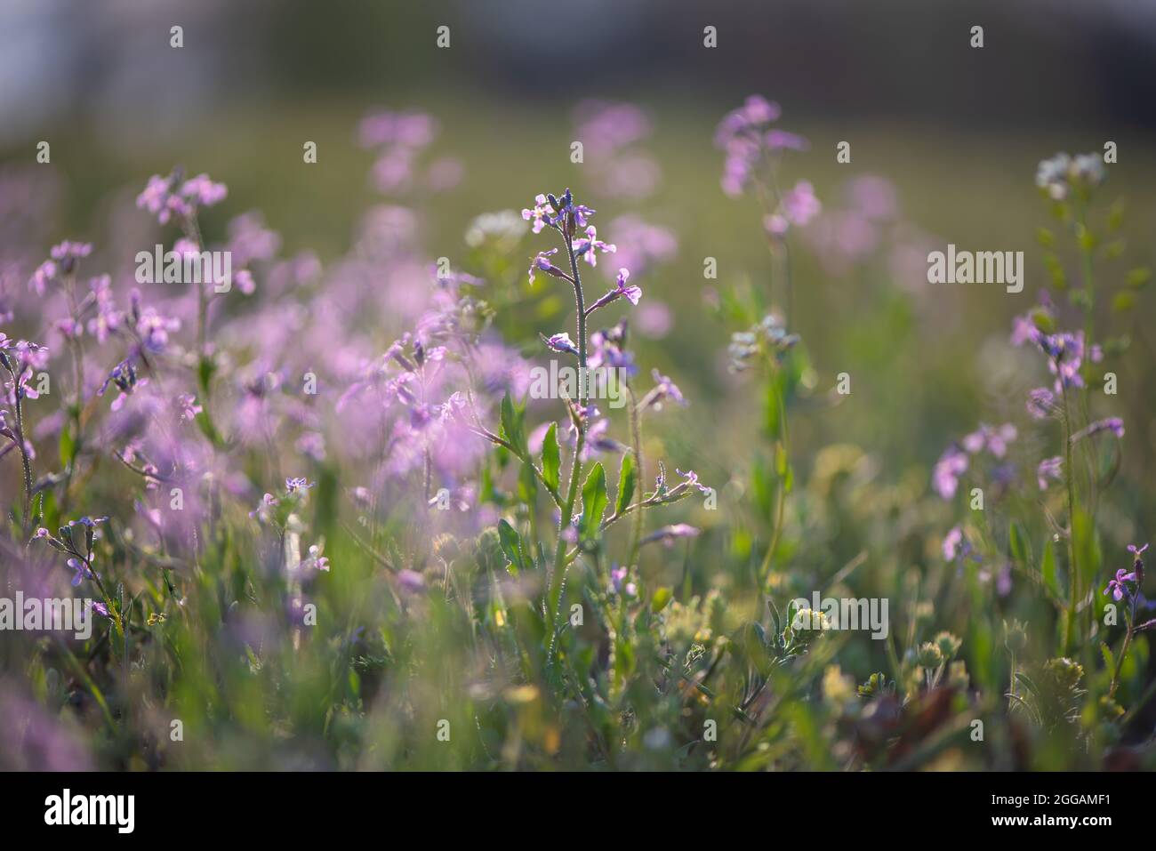 Purple spring flowers on the meadow. Soft focus Stock Photo - Alamy