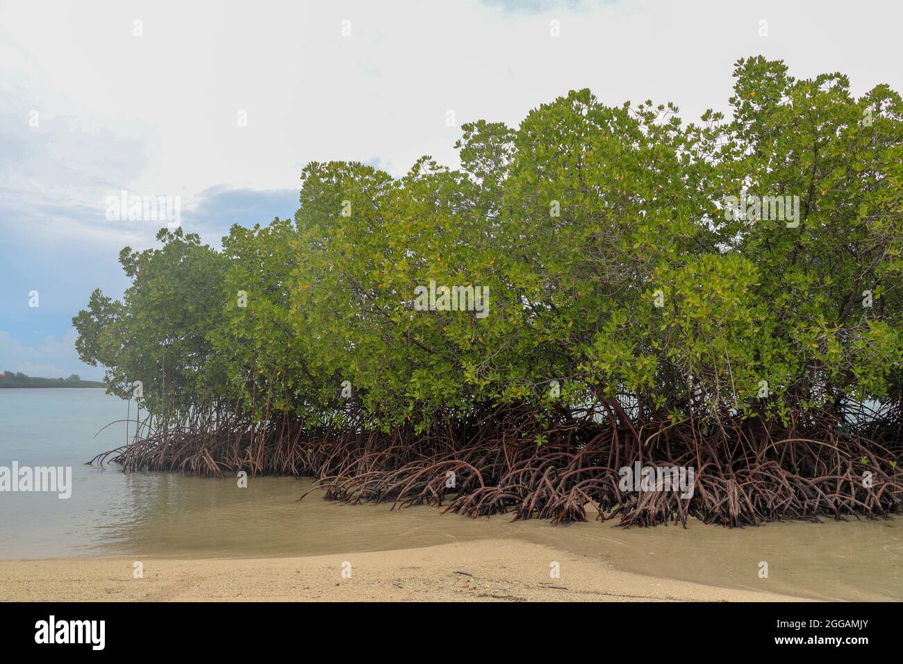 Mangrove trees on sand bottom during low tide at Kuta, Lombok ...