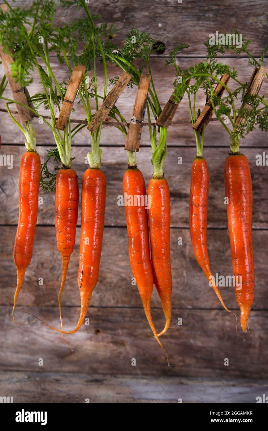 Presentation of a fresh bunch of carrots hanging by a thread Stock ...