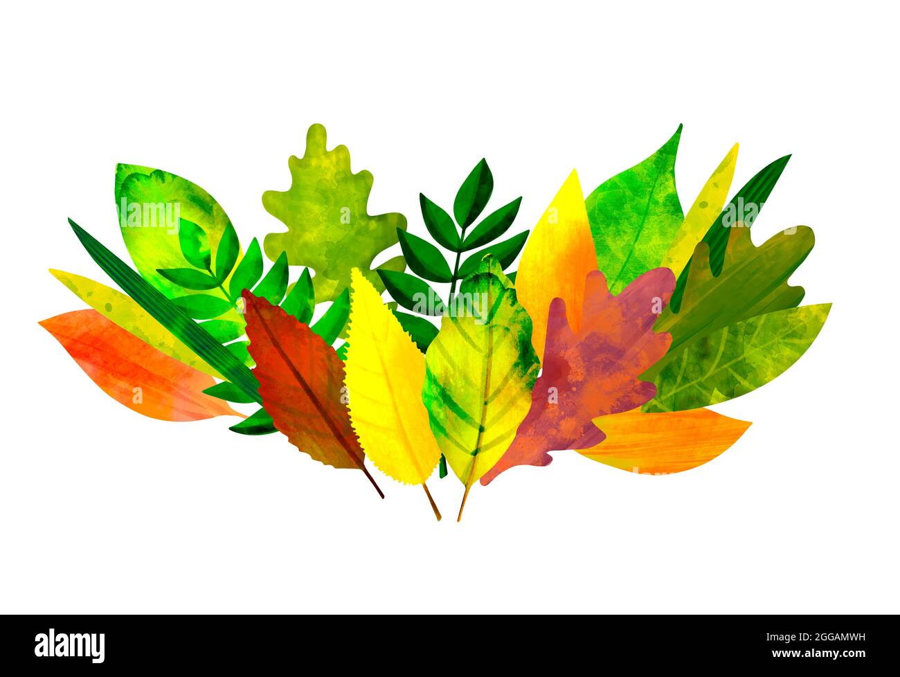 Botanical illustration Autumn leaves isolated on white Stock Photo - Alamy