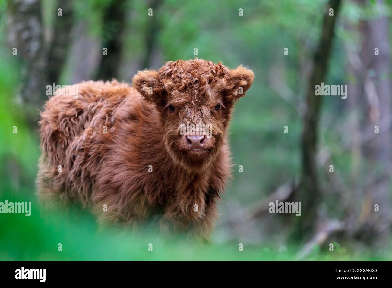 Newborn red highland calf at the Veluwe in The Netherlands Stock Photo ...