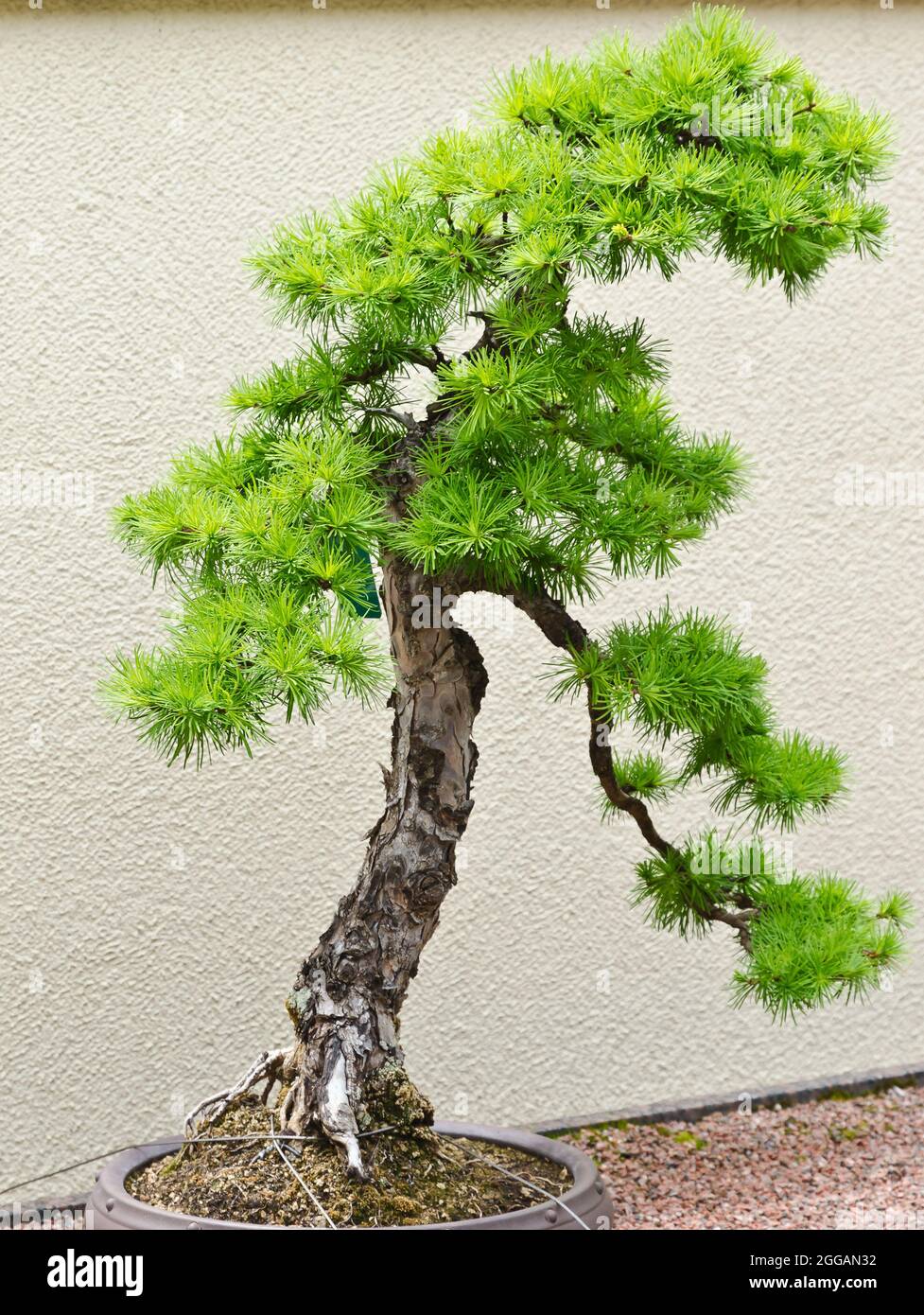 bonsai plant are placed in the china pot Stock Photo - Alamy