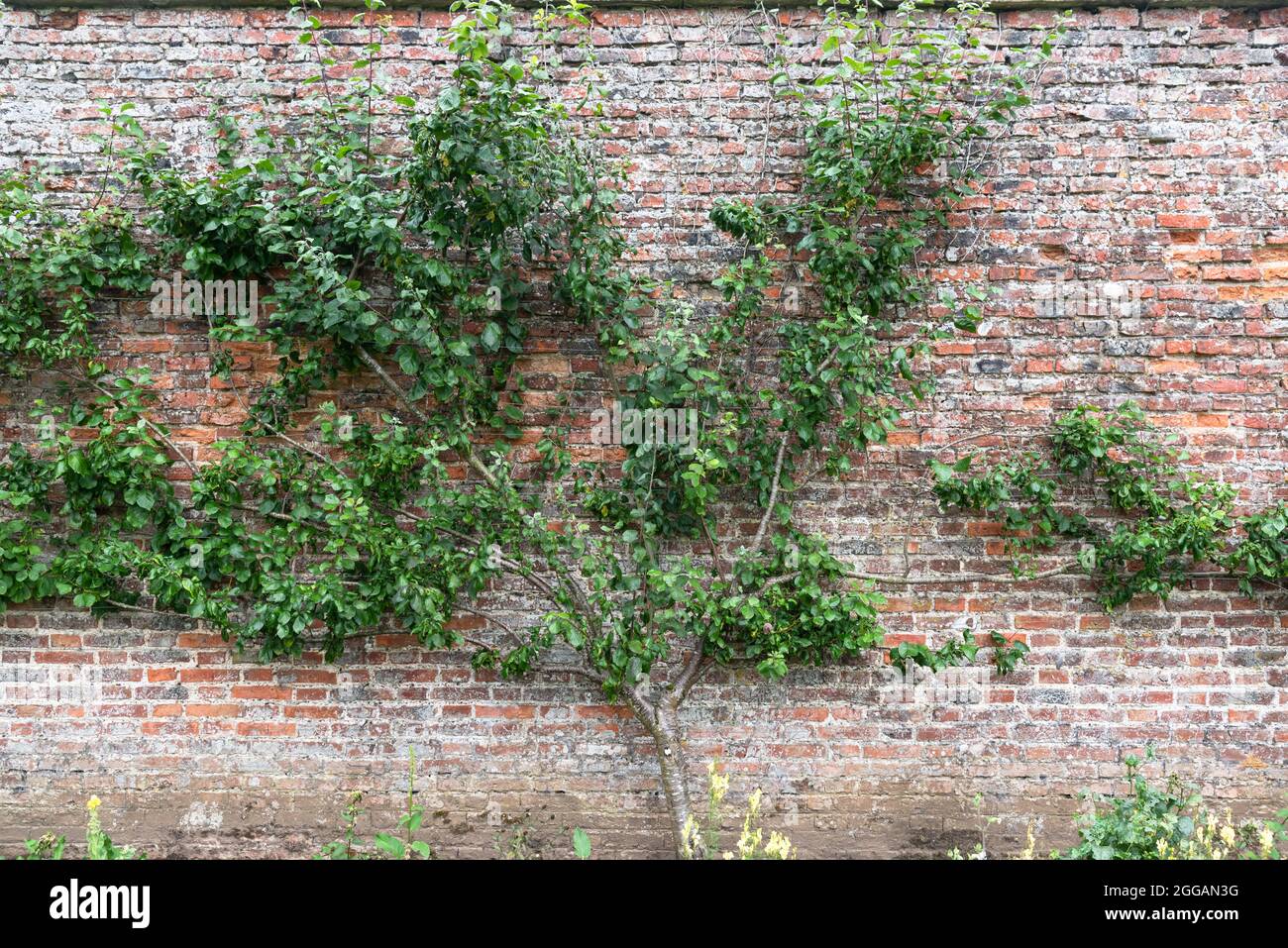 Fan Trained Fruit Tree High Resolution Stock Photography and Images - Alamy