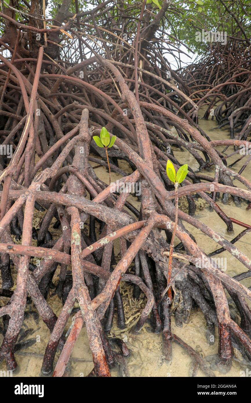 Two young mangroves. Shoots of young mangroves in safety of the roots ...