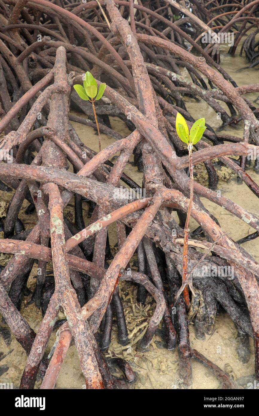 Two young mangroves. Shoots of young mangroves in safety of the roots ...