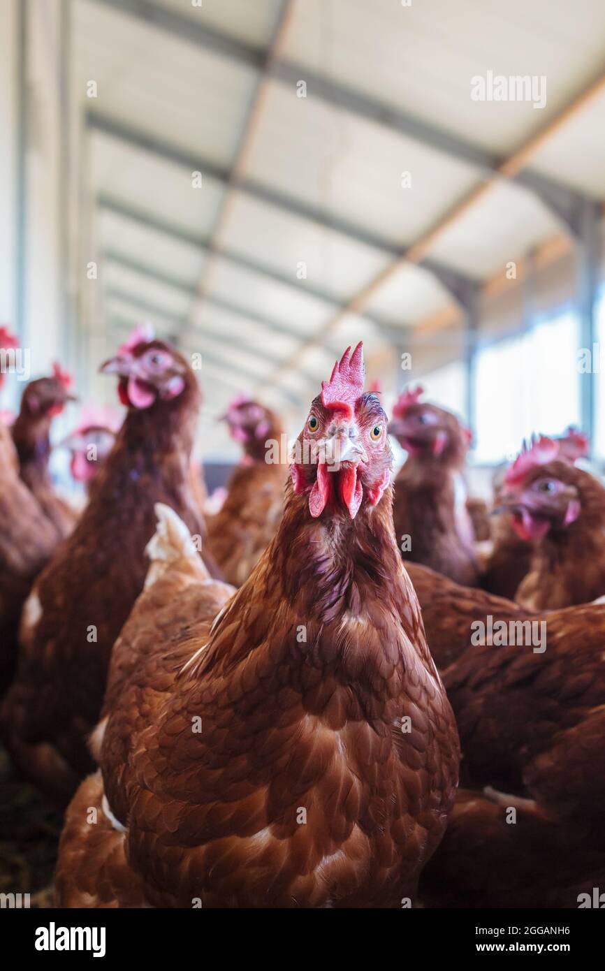 Curious brown hen on an organic free range chicken farm Stock Photo - Alamy