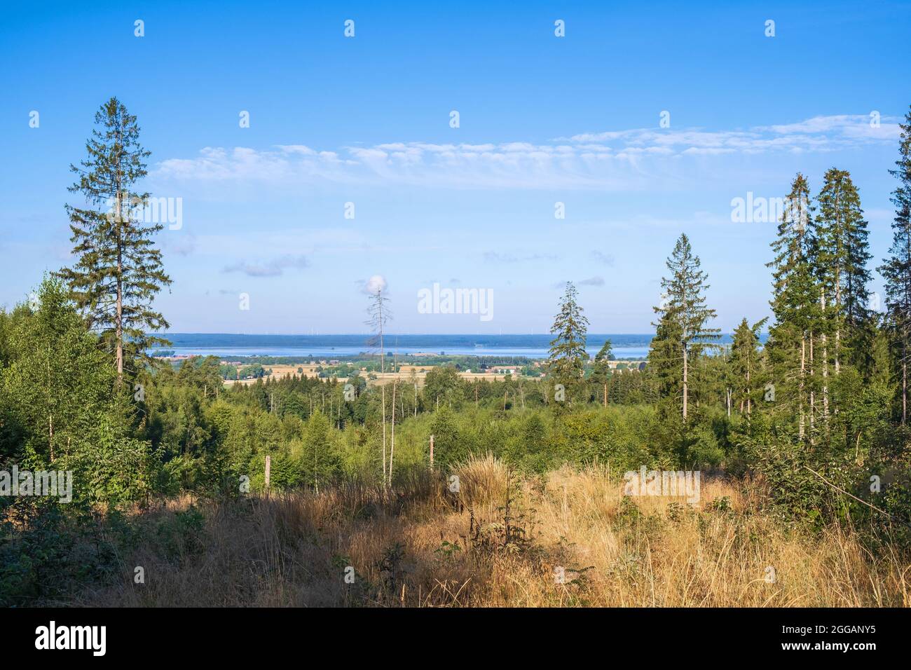 Spruce tree viewpoint hi-res stock photography and images - Alamy