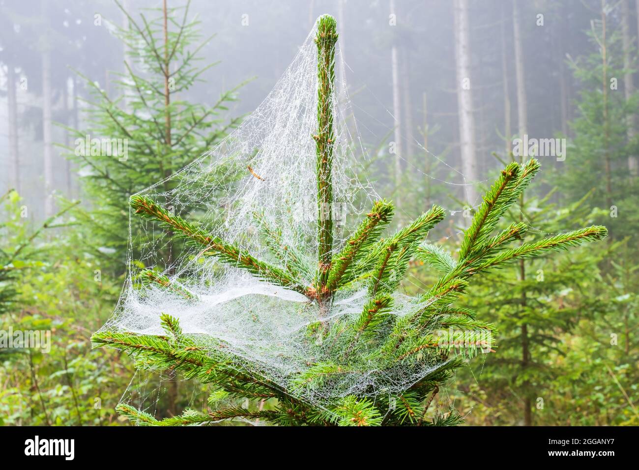 Spruce tree with spider web in a forest Stock Photo - Alamy