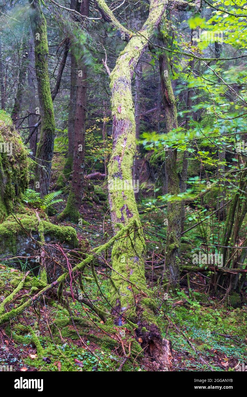 Lean vegetation hi-res stock photography and images - Alamy