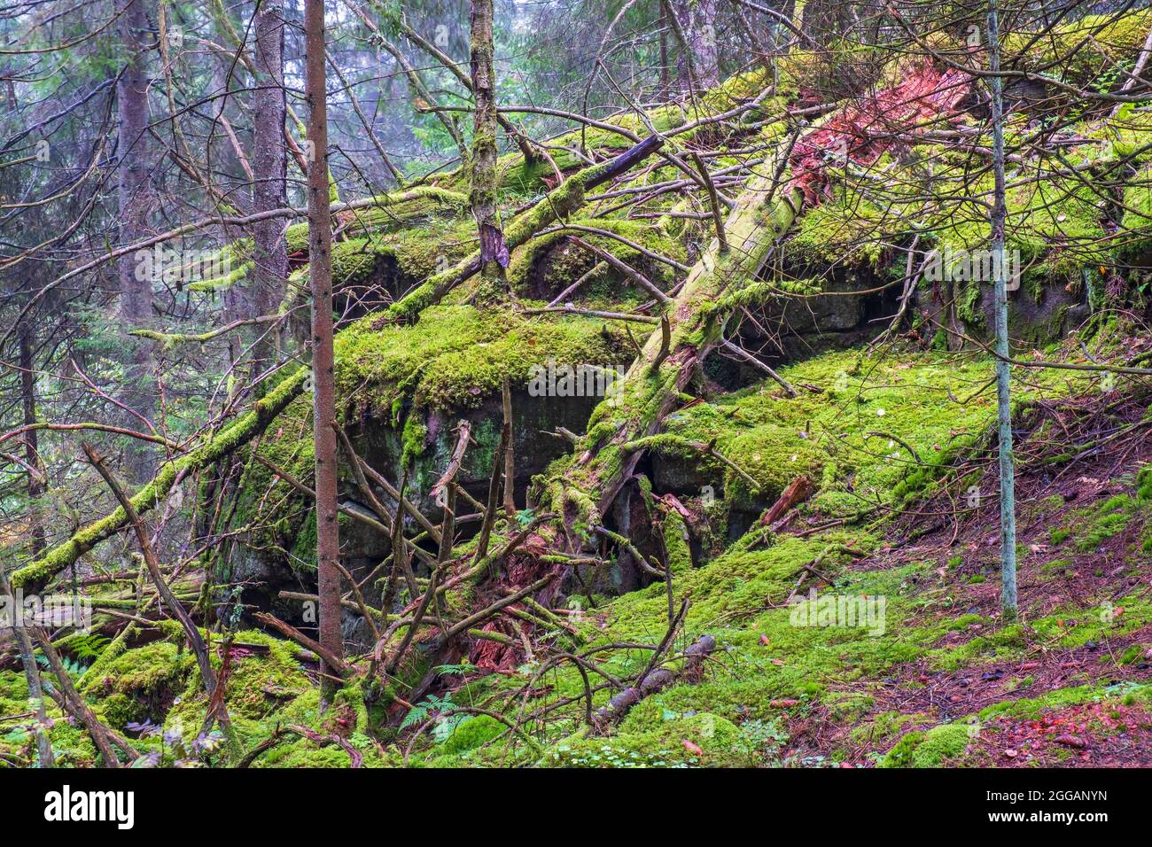 Decaying spruce trees hi-res stock photography and images - Alamy