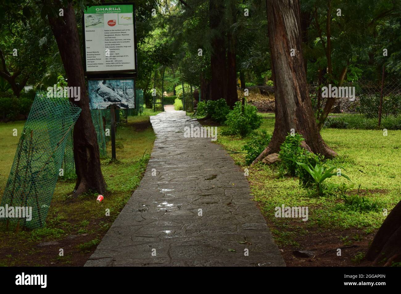Dirty Wet Road Pathway and Green Trees in Rainy Season Background Stock ...