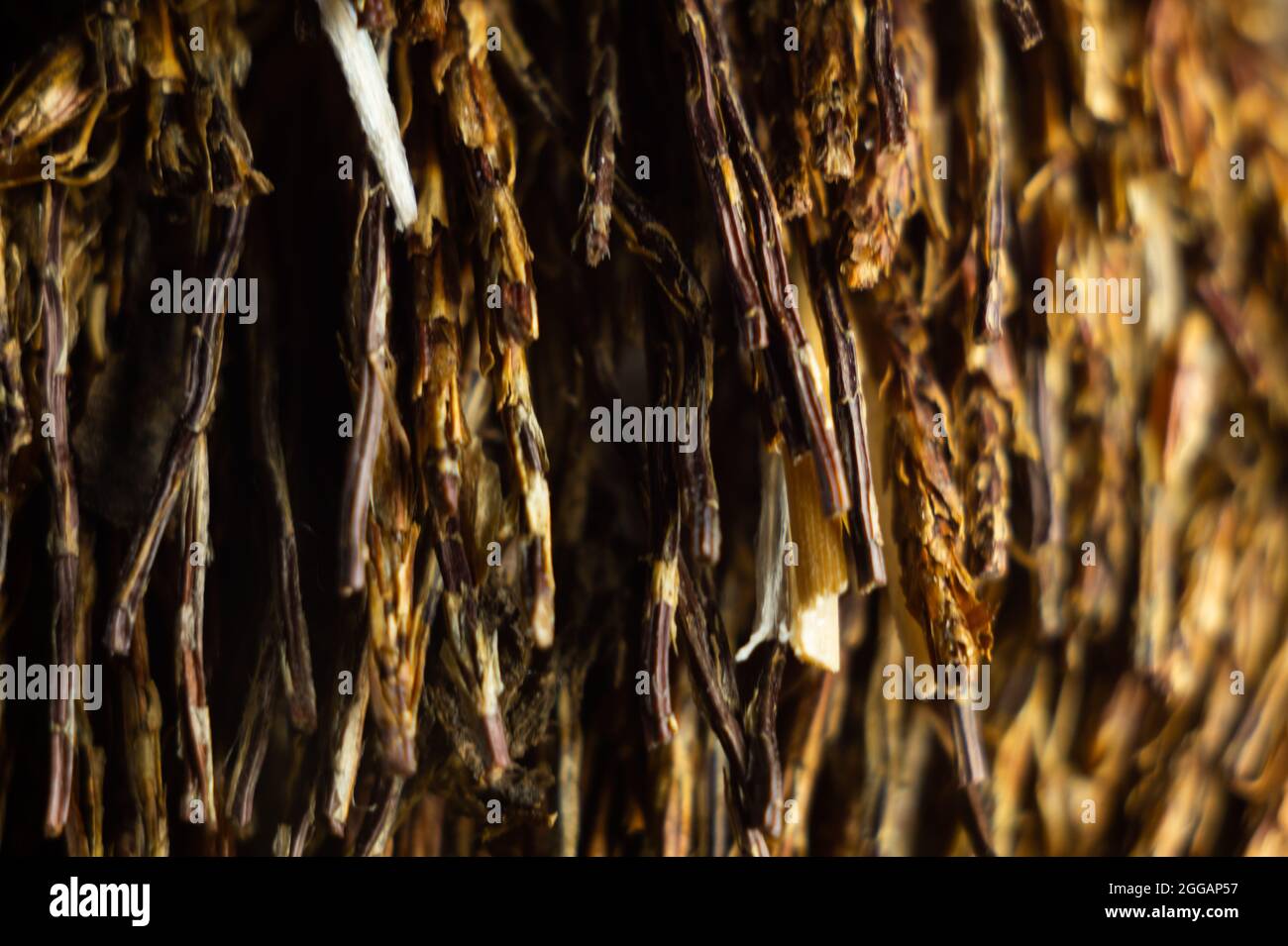 Closeup shot of a sharp spiky tree branch surface Stock Photo - Alamy