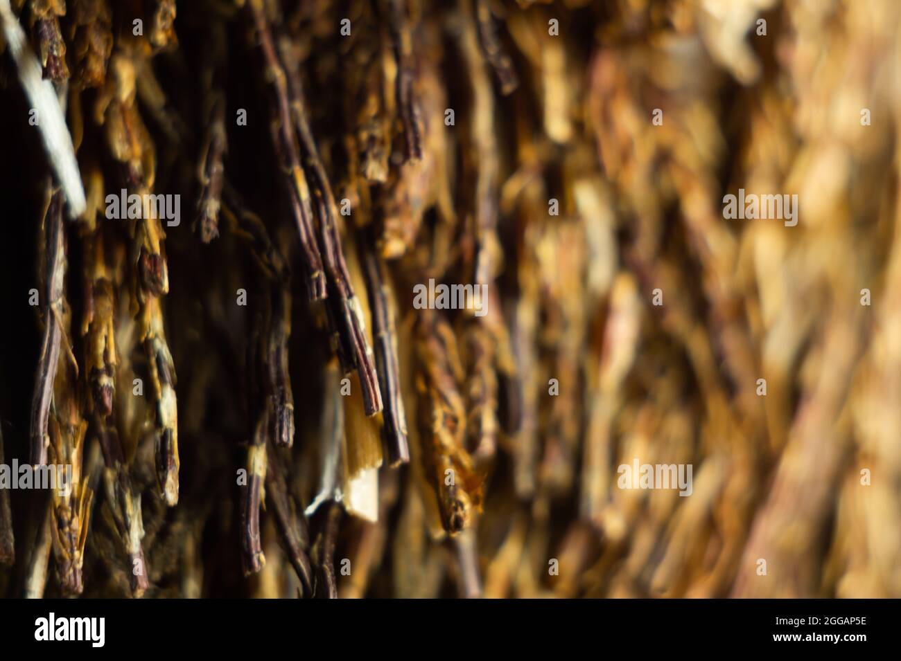 Closeup shot of a sharp spiky tree branch surface Stock Photo - Alamy