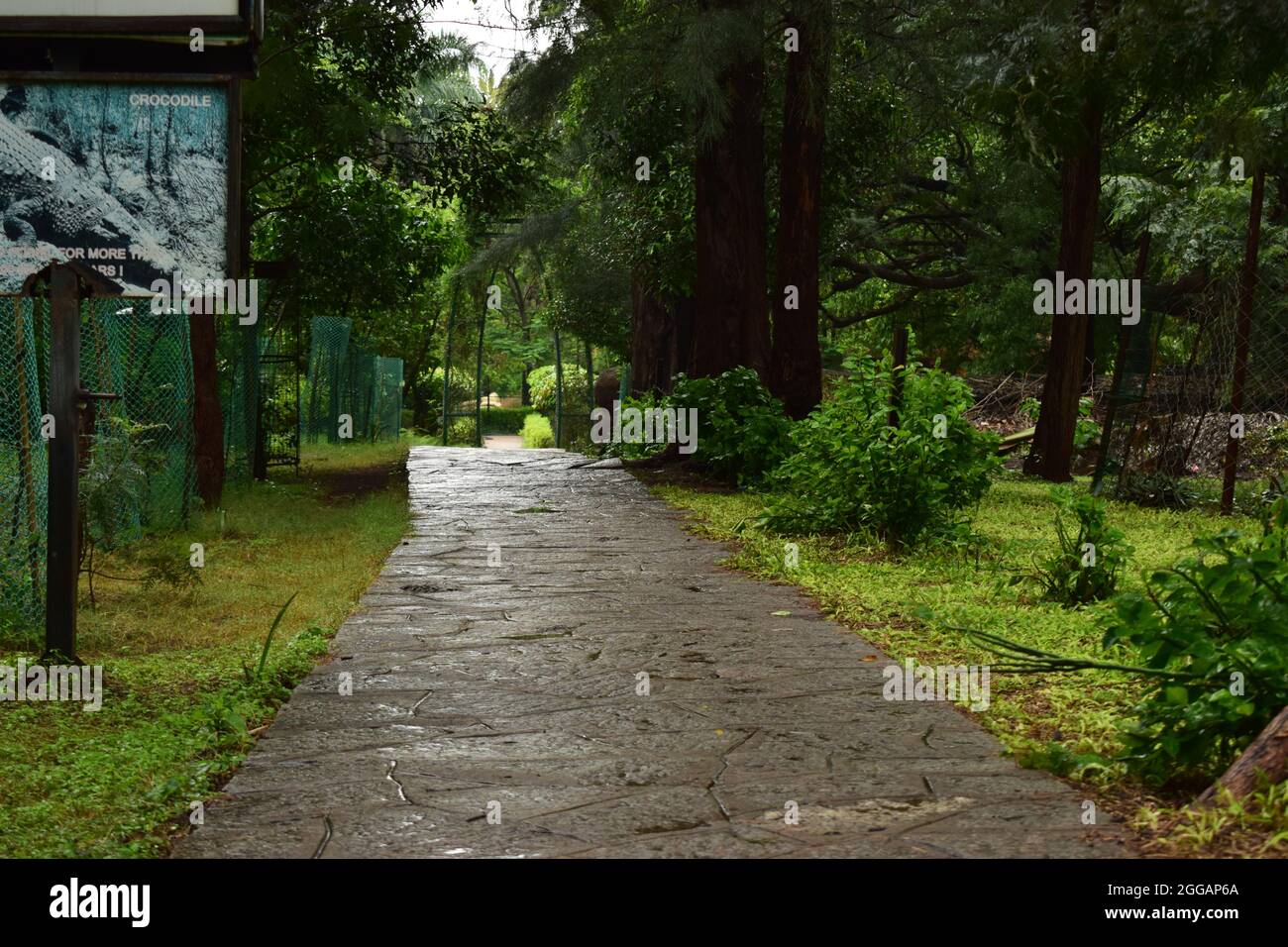 Dirty Wet Road Pathway and Green Trees in Rainy Season Background Stock ...