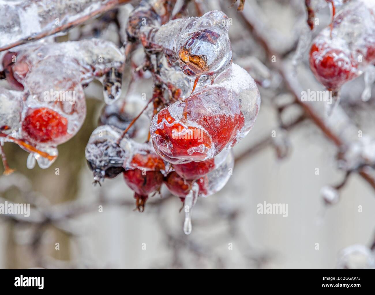Twigs of tree encased in ice after a freezing rain storm Stock Photo ...