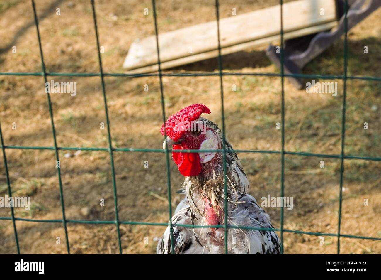 A strange isolated white rooster with red crest and wattles behind the ...