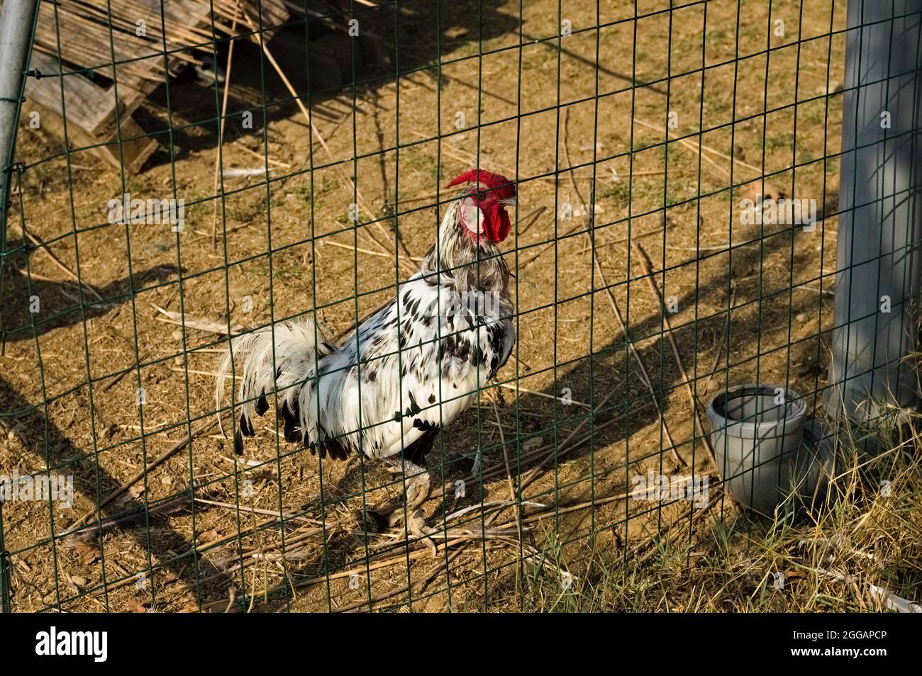 A strange isolated white rooster with red crest and wattles behind the ...