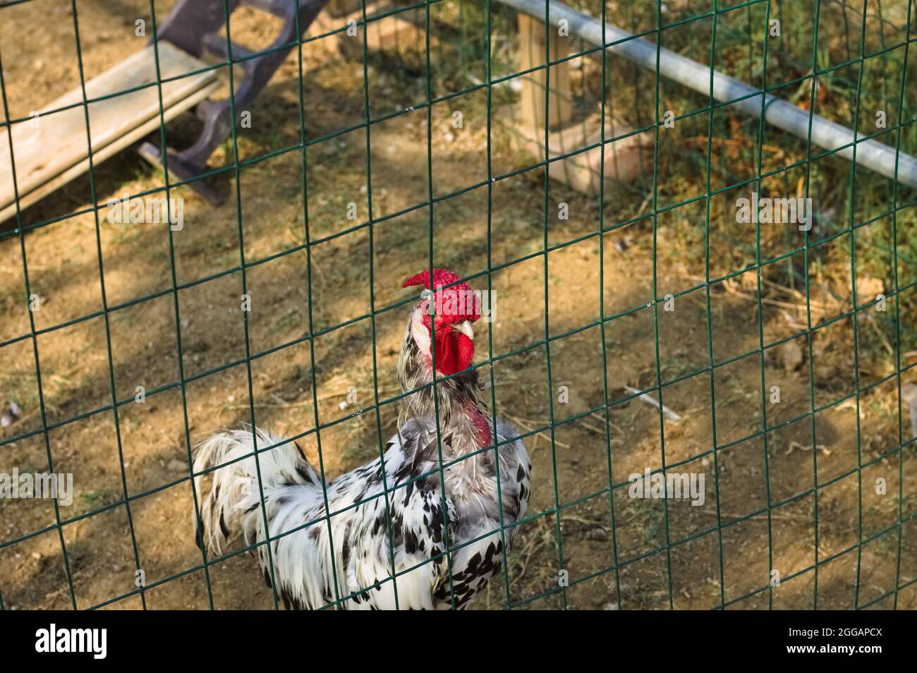 A strange isolated white rooster with red crest and wattles behind the ...
