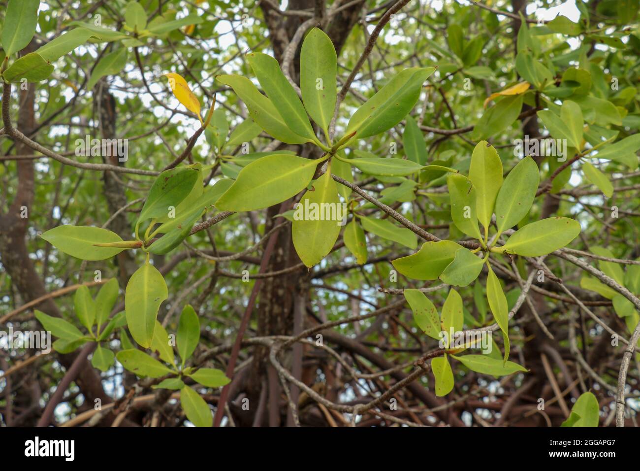 Close up of magrove trees with branches with green leaves. Close up of ...