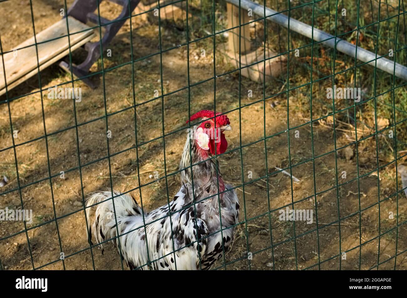 A strange isolated white rooster with red crest and wattles behind the ...