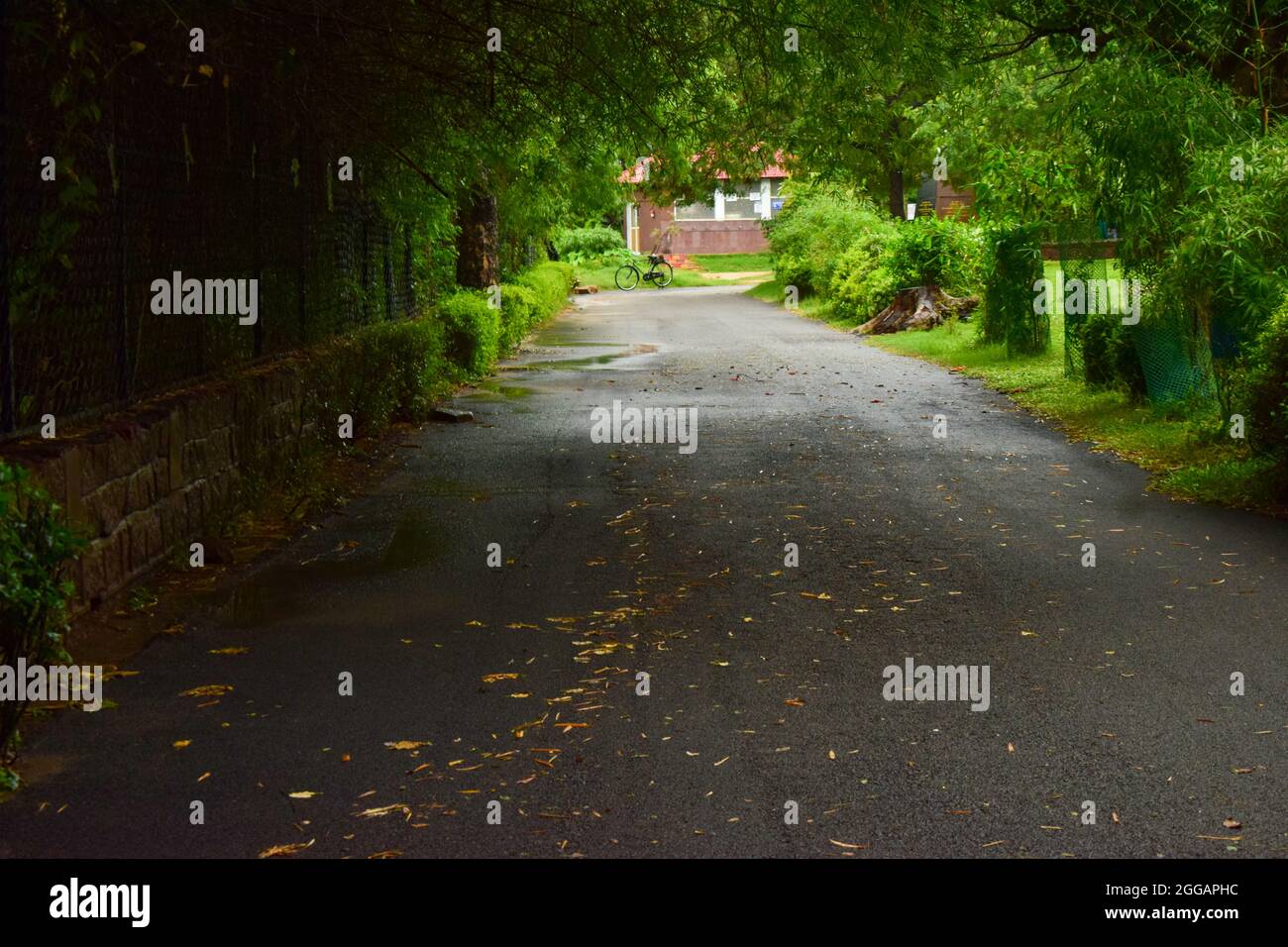 Dirty Wet Road Pathway and Green Trees in Rainy Season Background Stock ...