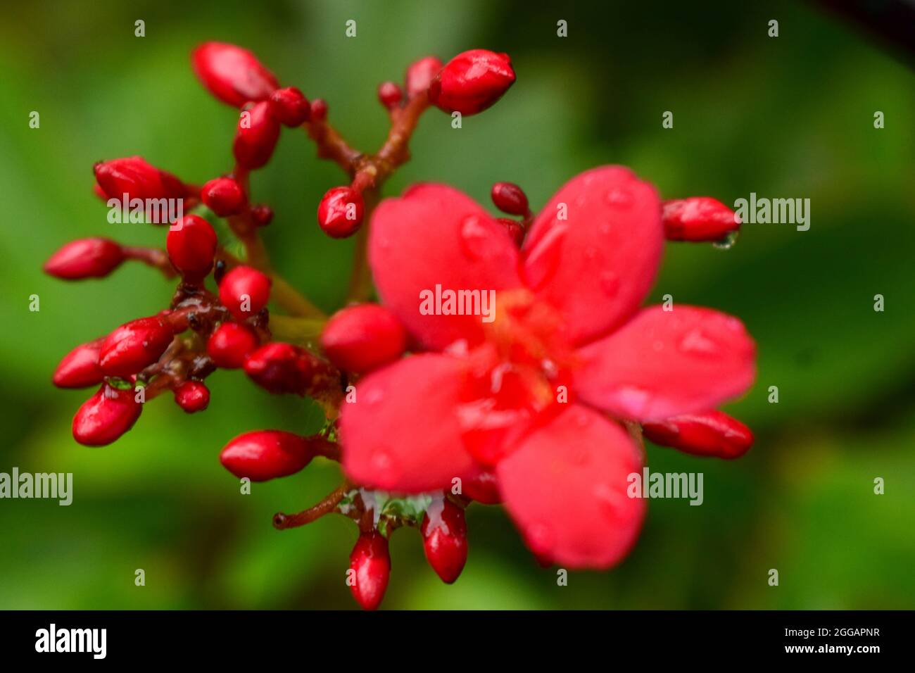 Big Red Flowers Tree in Garden Close-up Floral Macro Stock Photograph ...