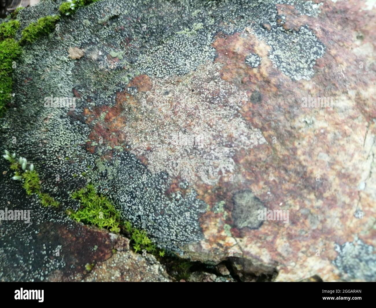 Moss and clay hi-res stock photography and images - Alamy