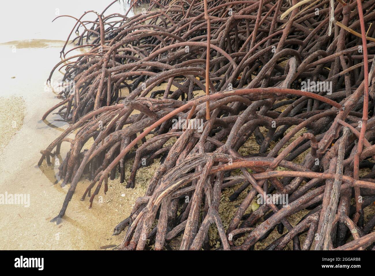 Swamp red mangrove rhizophora mangle hi-res stock photography and ...