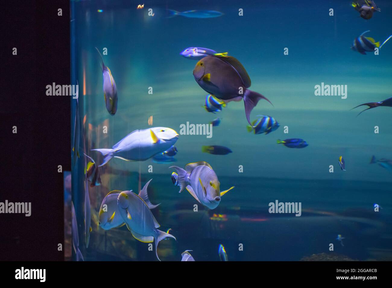 Tropical fish in the S.E.A. Aquarium, in Sentosa, Singapore Stock Photo ...