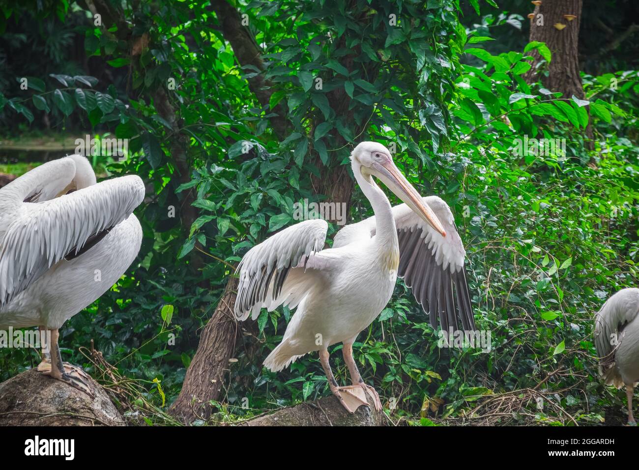 White pelicans in a bird park in Singapore zoo Stock Photo - Alamy