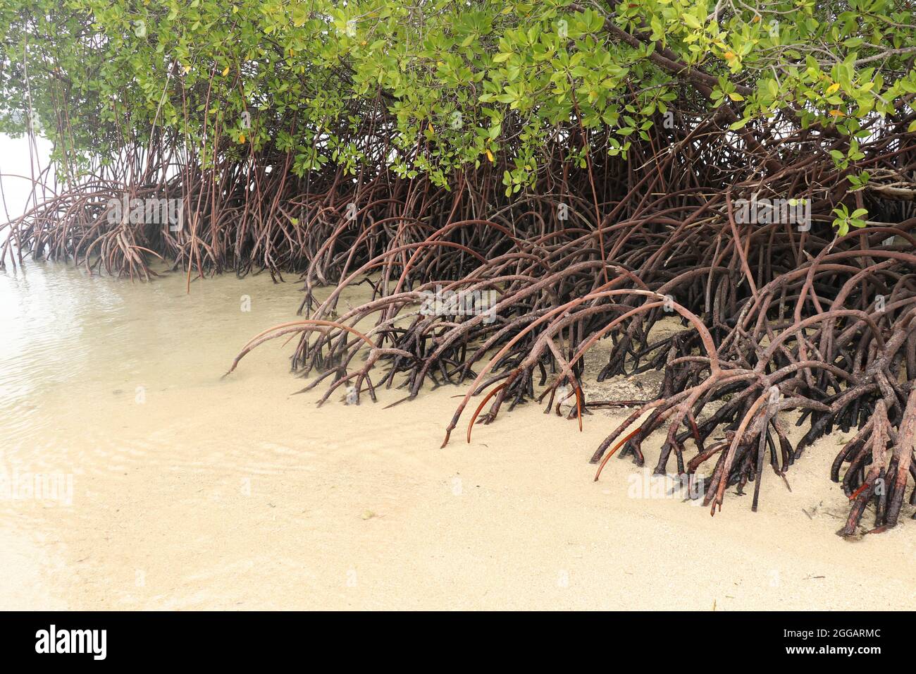 Swamp Red Mangrove Rhizophora Mangle High Resolution Stock Photography ...