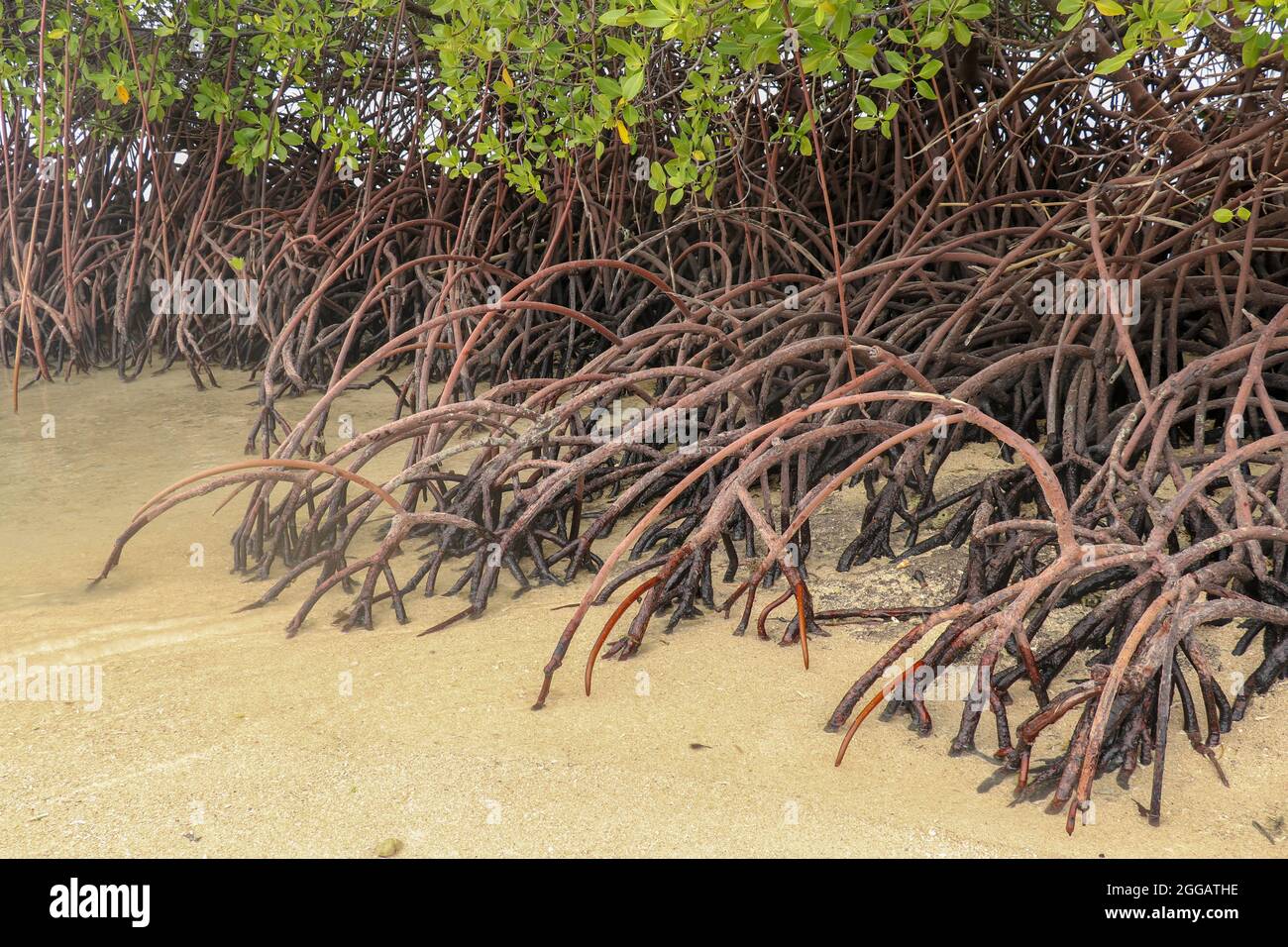 Close up of long mangrove tree roots. Mangrove at low tide. Mangrove ...