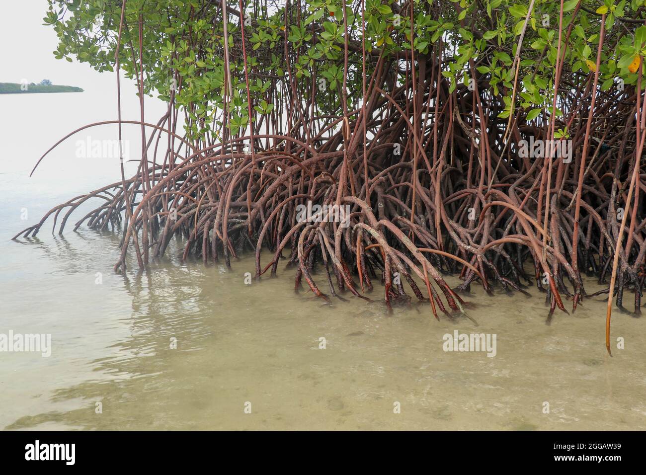 Close up of long mangrove tree roots. Mangrove at low tide. Mangrove ...