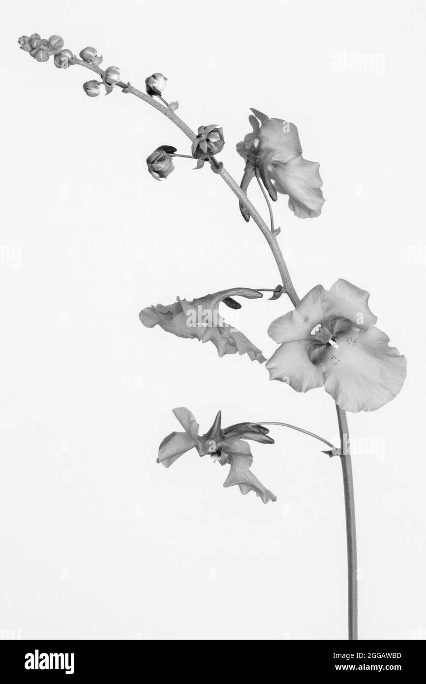 Ruby flowers Black and White Stock Photos & Images - Alamy