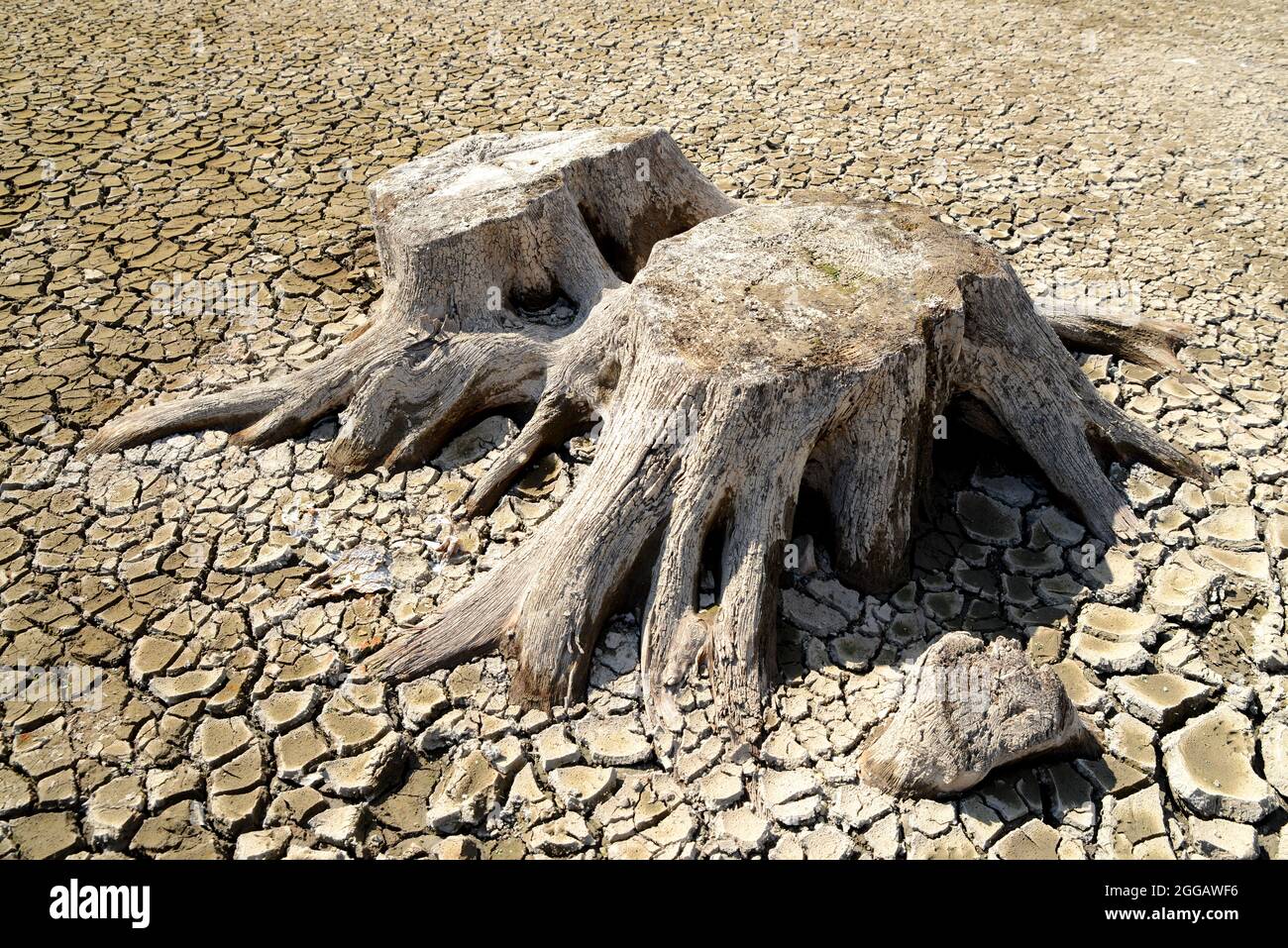 Two stumps hi-res stock photography and images - Alamy