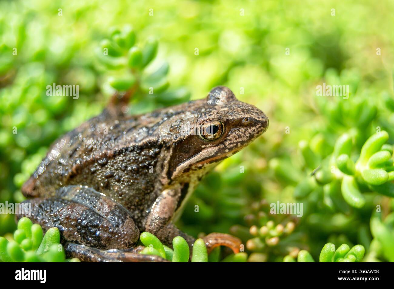 Frog close up skin hi-res stock photography and images - Alamy