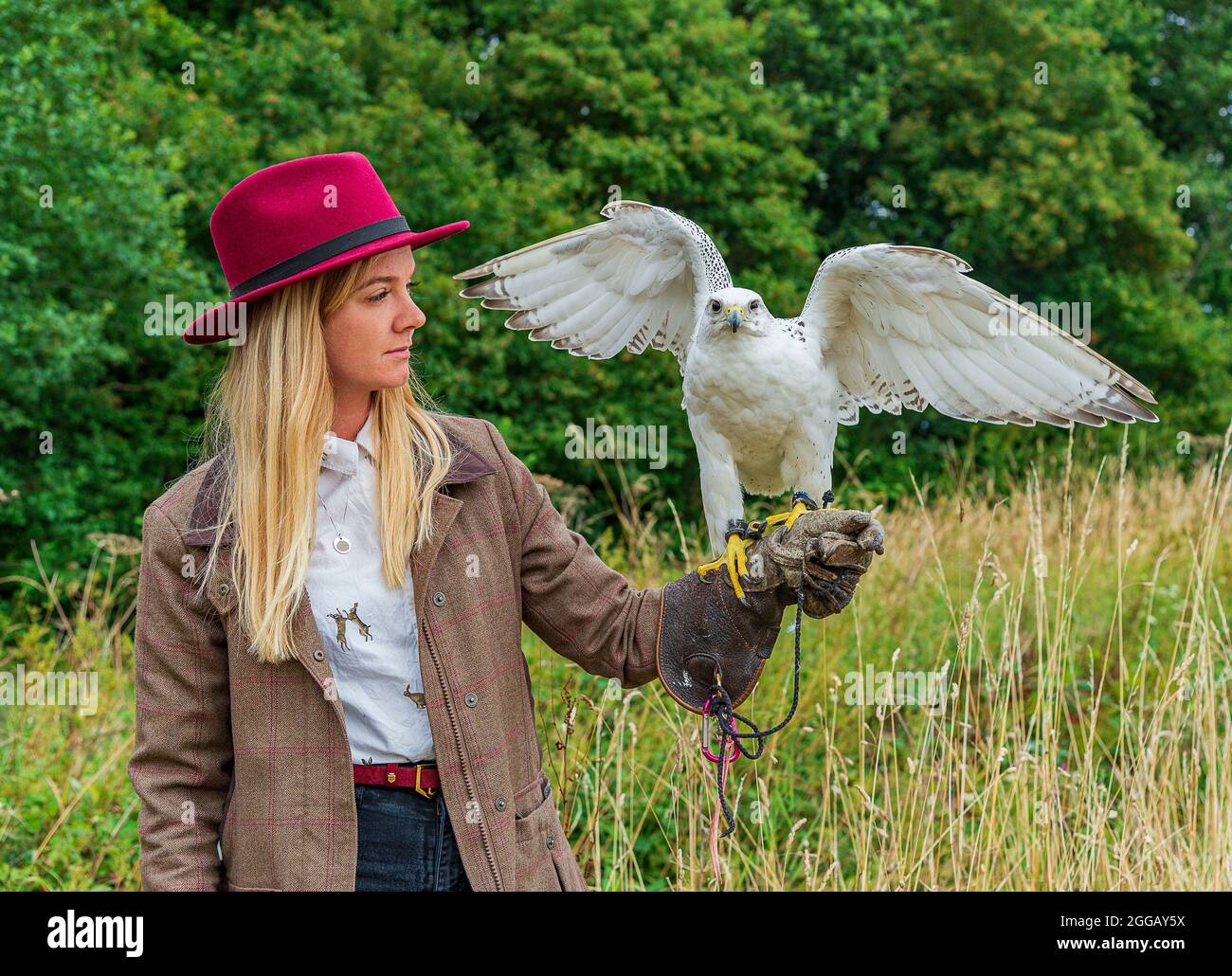 White greenland falcon hi-res stock photography and images - Alamy