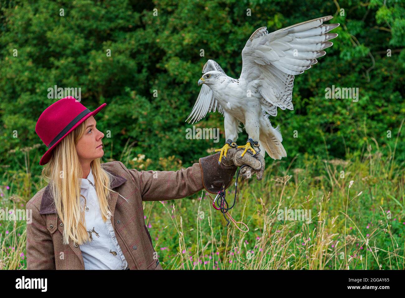 Lincolnshire, UK. 30th August 2021. Lady falconer Amy Coldron with ...