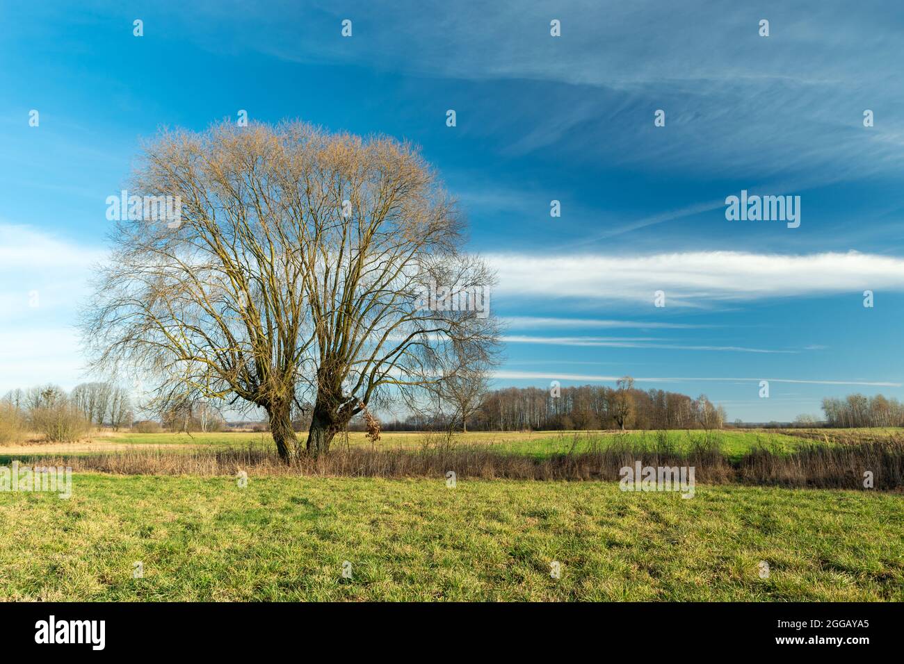 A large tree without leaves growing in a meadow Stock Photo - Alamy