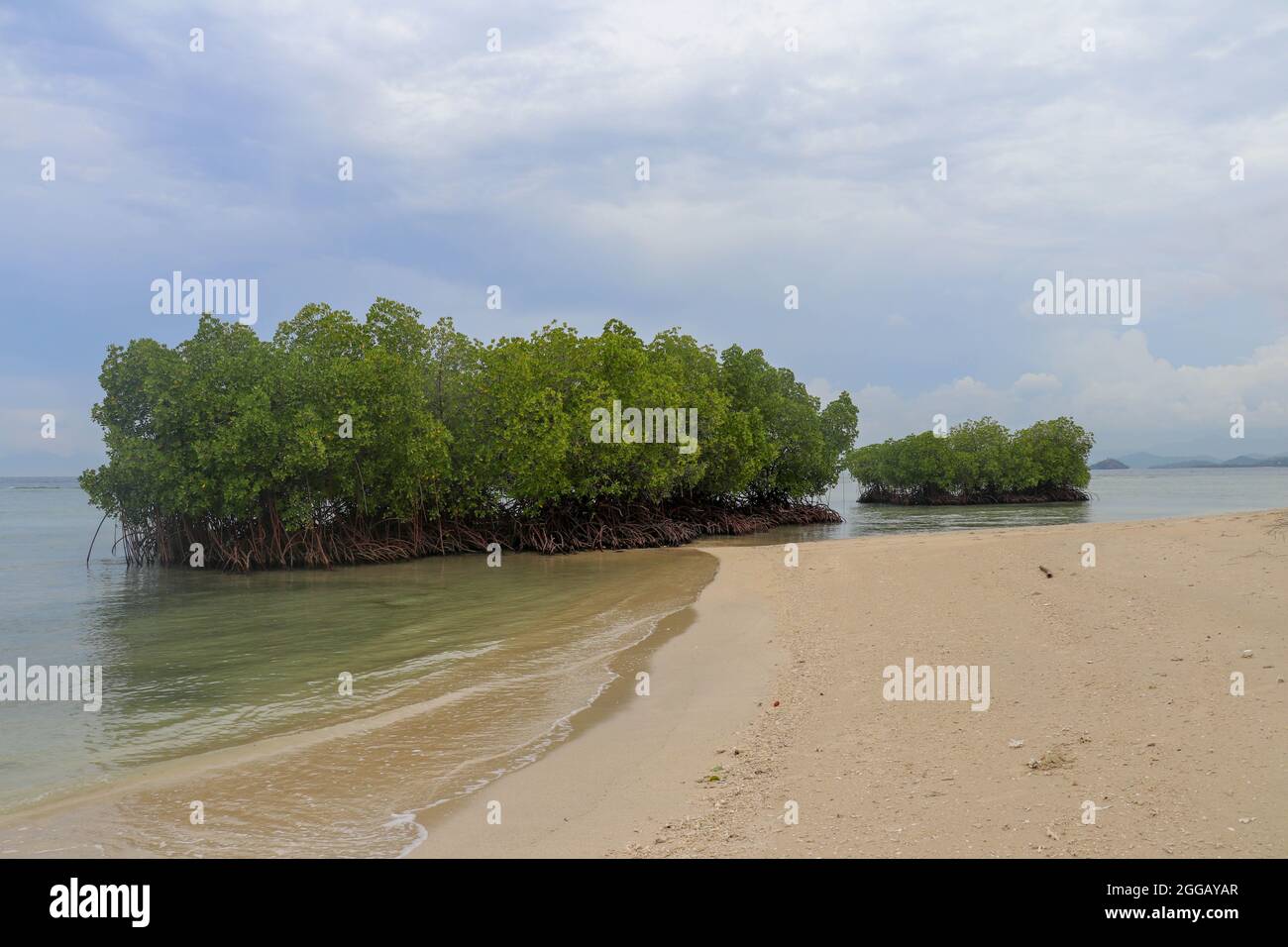 Beach with fine yellow sand. Mangrove in shallow water of Indian Ocean ...